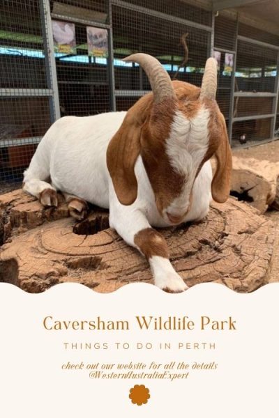 Caversham Wildlife Park Review | Western Australia