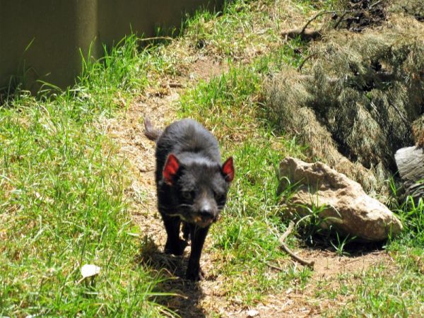 Caversham Wildlife Park Review: Get Up Close With Australia's Unique ...