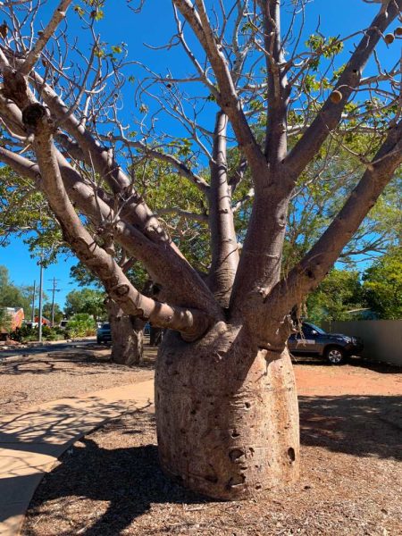 43 Things To Do In Broome: Locals Guide 2024
