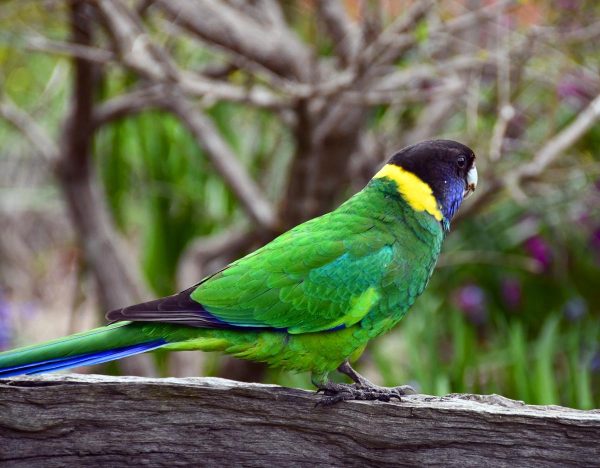 Things To Do In Manjimup & Locals Guide