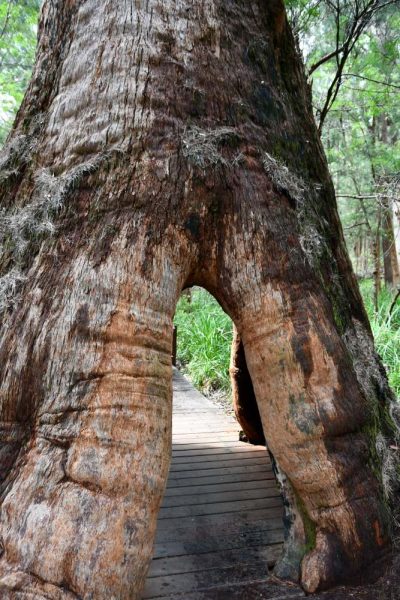Walpole WA: Locals' Guide 2024 + Best 17 Things To Do
