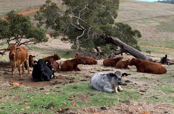 Top 10 Best Farmstays Perth 2023: Locals Guide