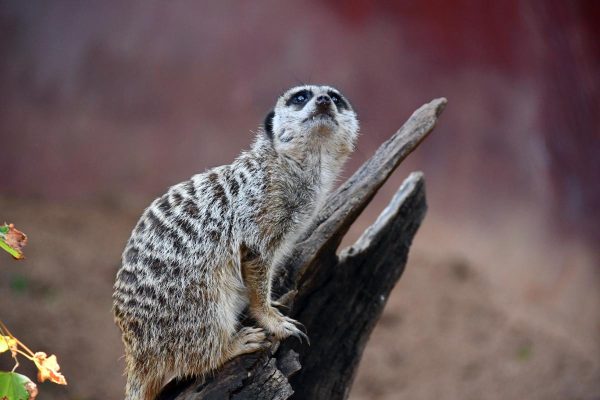 The Ultimate Perth Zoo Guide 2022 By Locals