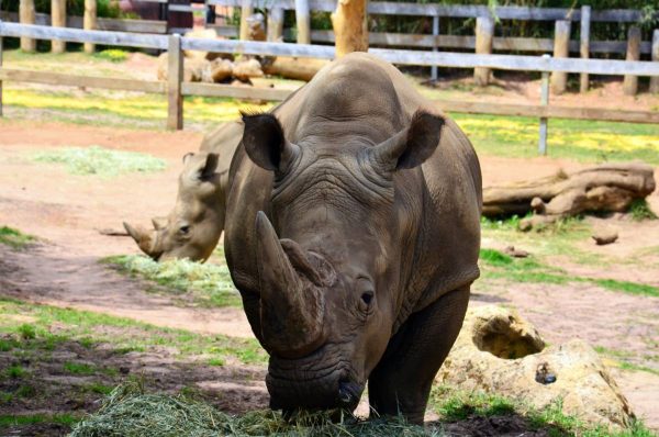 The Ultimate Perth Zoo Review